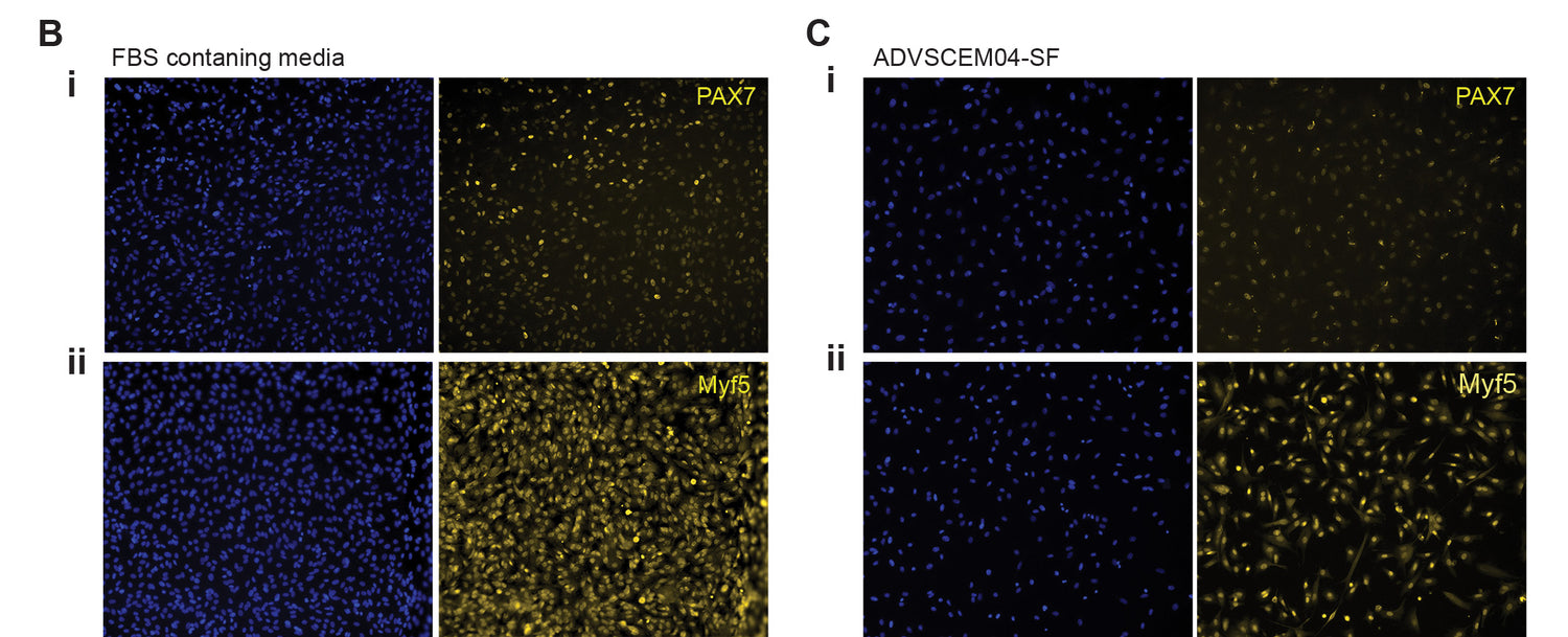 Serum Free Expansion Cell Media for Porcine Primary Muscle Cells ...